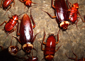 蜚蠊目 Blattaria 蓝色动物学（中国动物学科普）